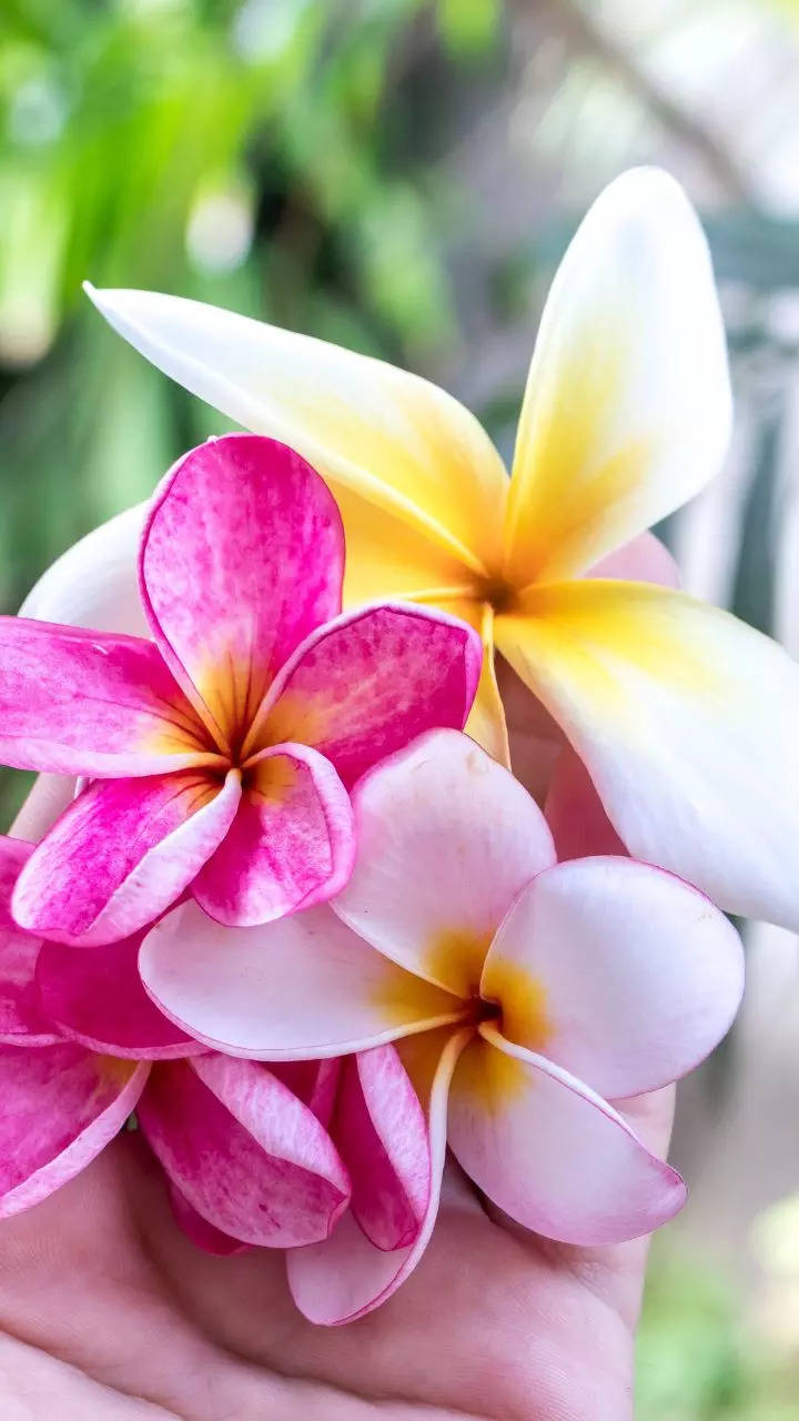 10 flowers that will fill the home with a sweet scent and a burst of ...