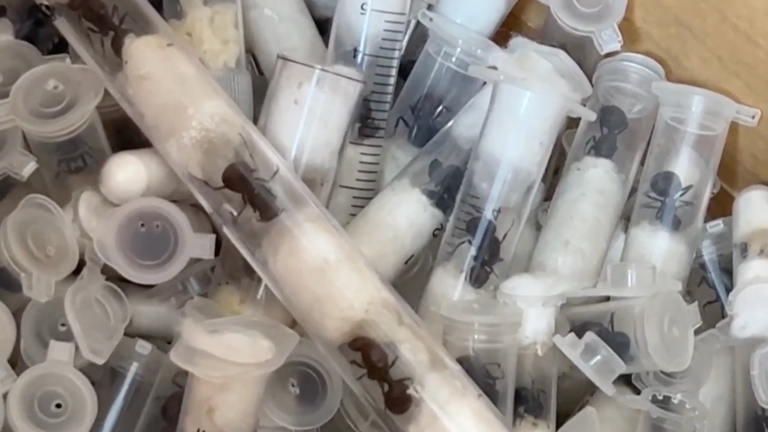 Vlaamse tieners riskeren zware straffen voor smokkel van Keniaanse ...