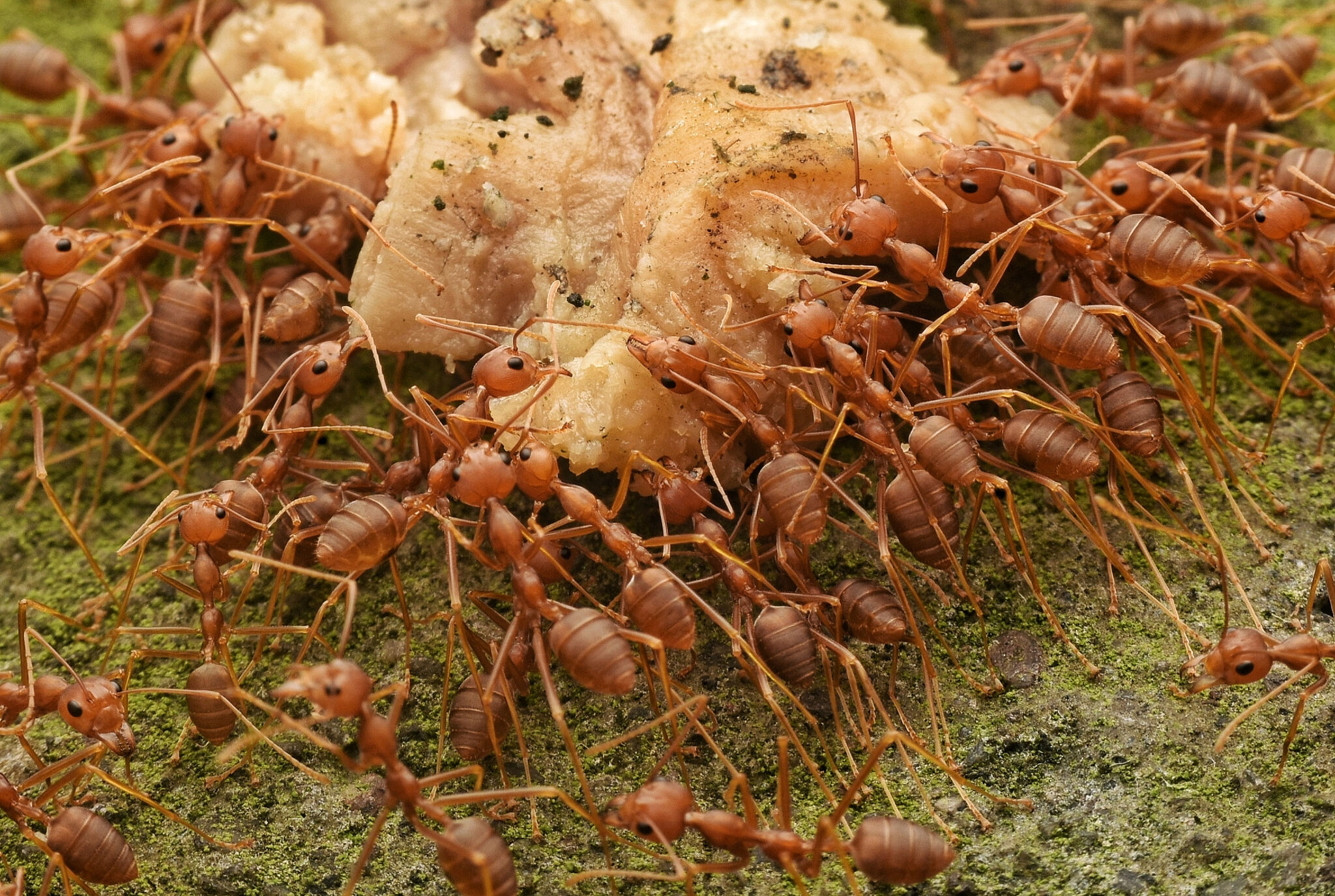 Fire ants are back in season. What to know about the pests taking over ...