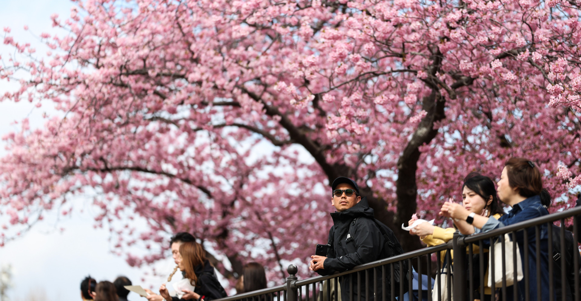 Japan's cherry blossom season: essential facts for an unforgettable experience