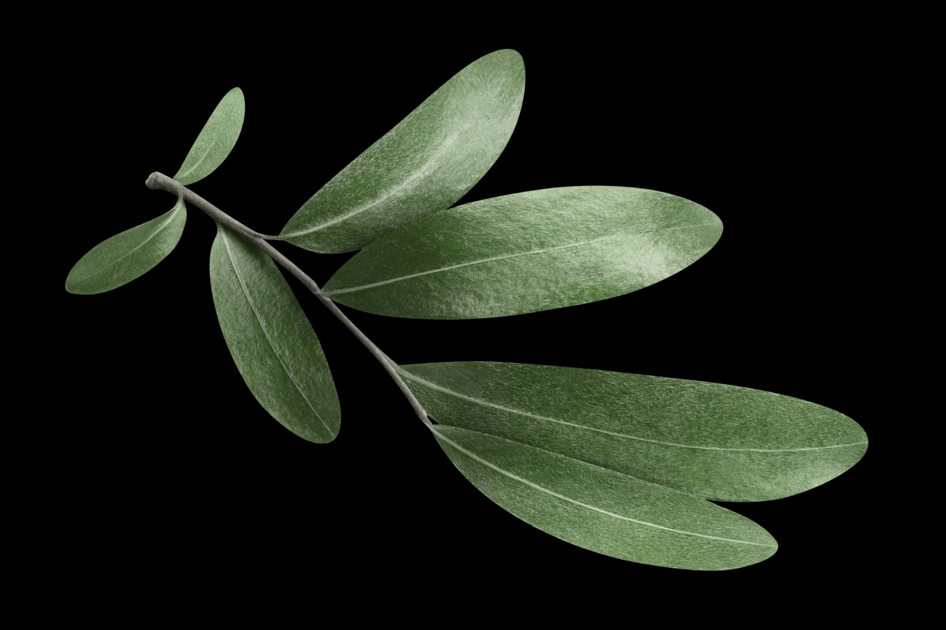 The impressive health benefits of olive leaves