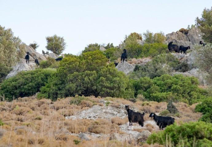 Datça'da 'mavi dil' alarmı: Karantina uygulaması başladı