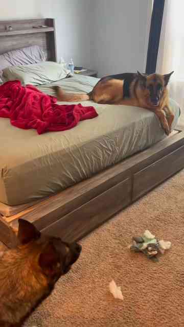 Another Day, Another Dollar – Dog Life Edition