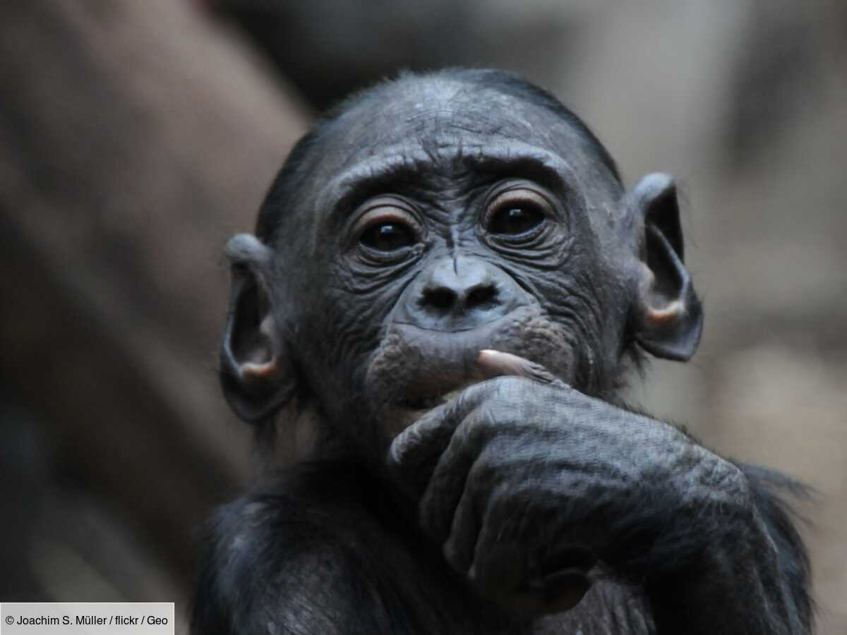 Ce que savent les bonobos que vous ne savez pas: une étude prouve qu ...