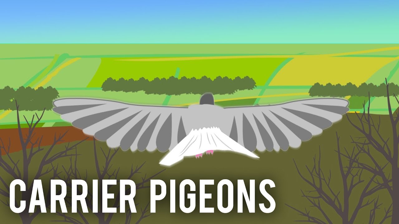 How Carrier Pigeons Helped Win Battles in WWI