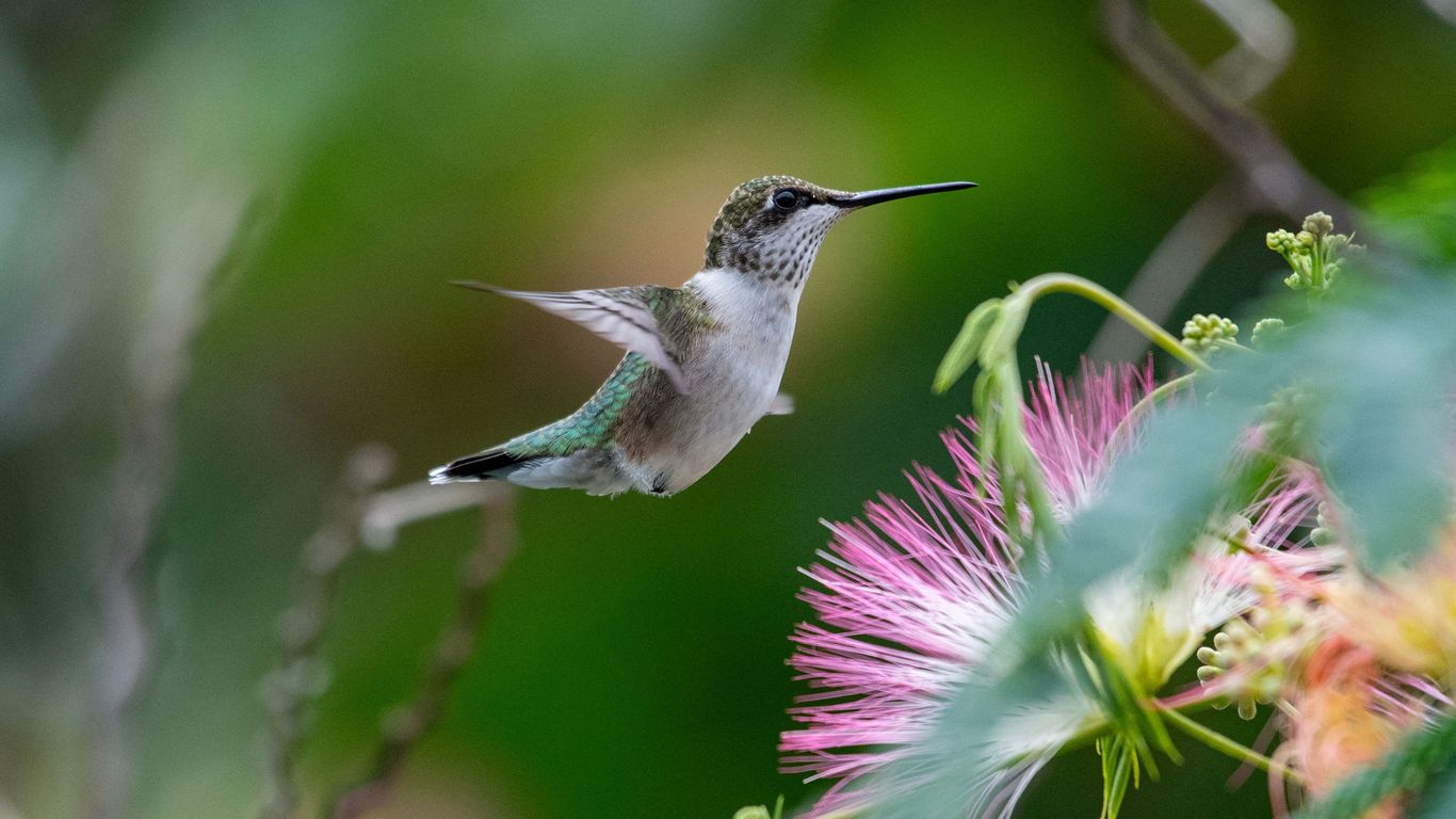 Where to spot hummingbirds in Virginia and how to attract them