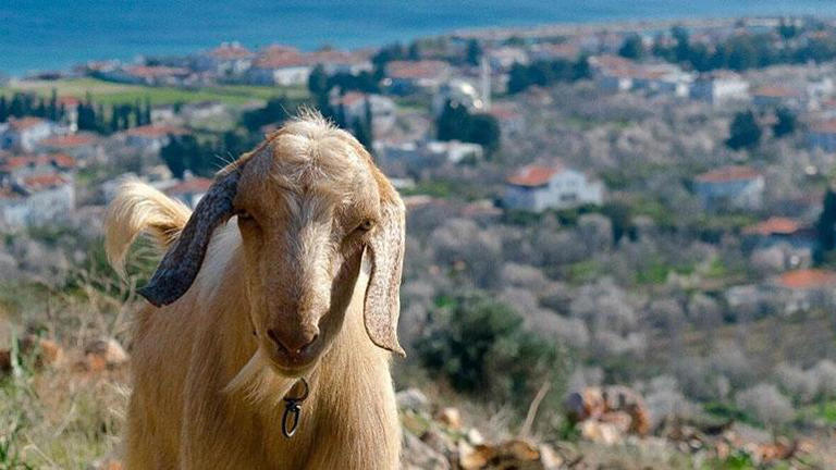Sineklerden bulaşıyor! Ünlü turizm merkezlerine karantina alarmı
