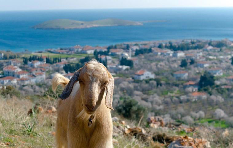 Datça'da 'mavi dil' alarmı: Karantina uygulaması başladı