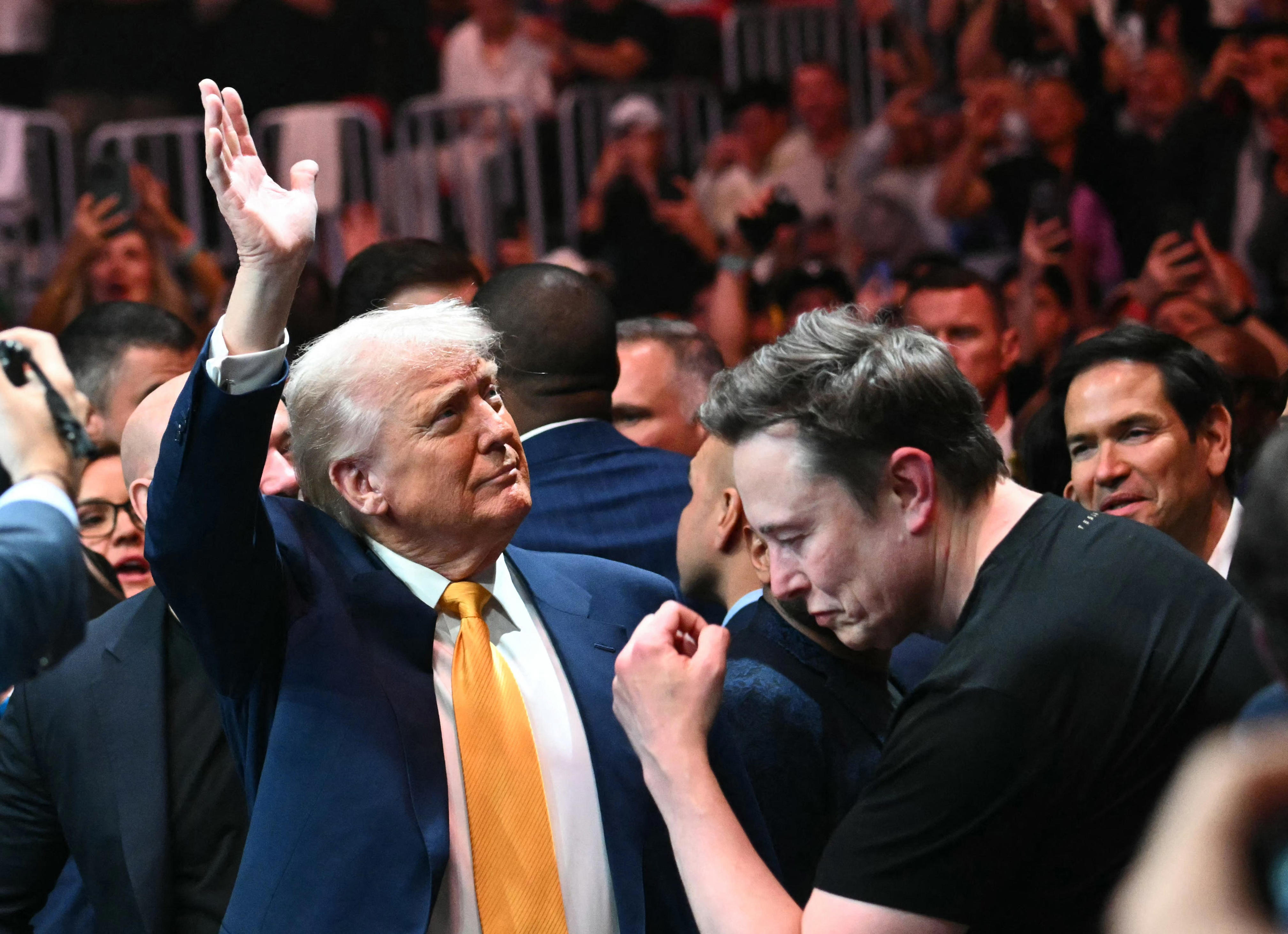 Amid fight with Musk, Trump at UFC 316 today: Here's Dvalishvili vs O ...
