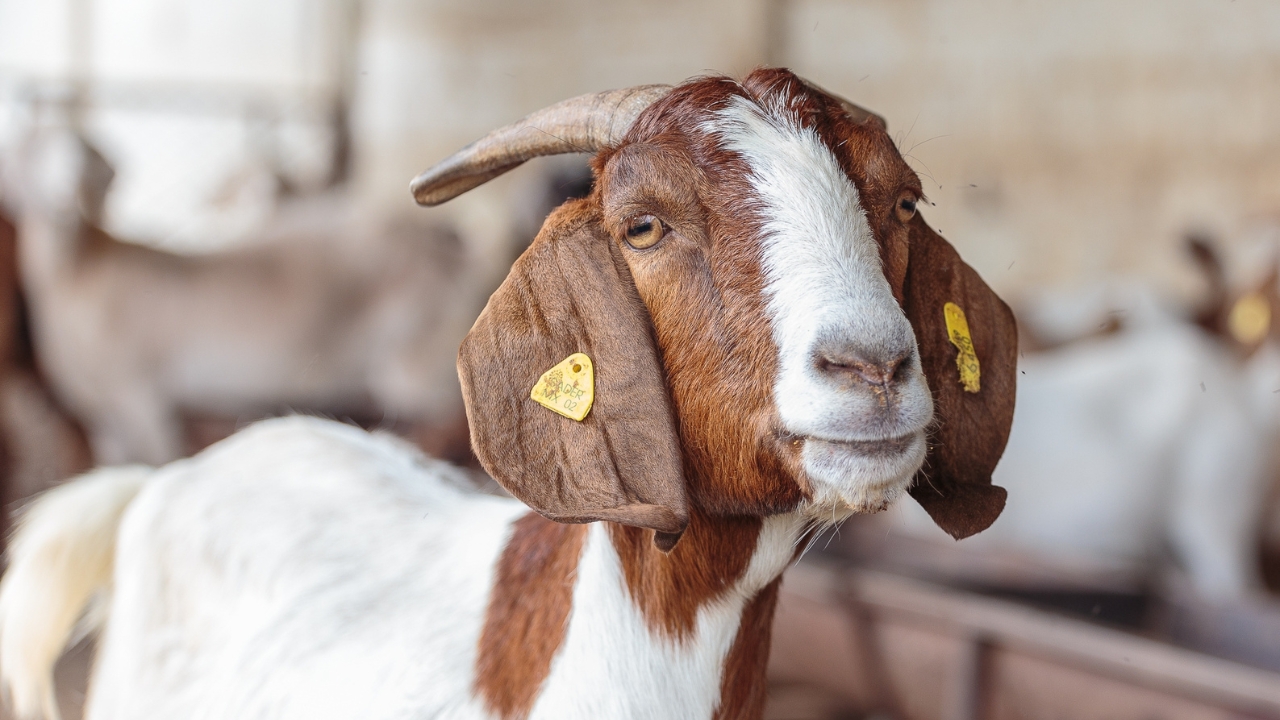 7 Common Goat-Keeping Mistakes That Could Cost You Big