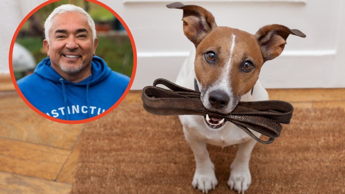 How to train your dog to walk on a leash? 5 tips from Cesar Millan and AKC