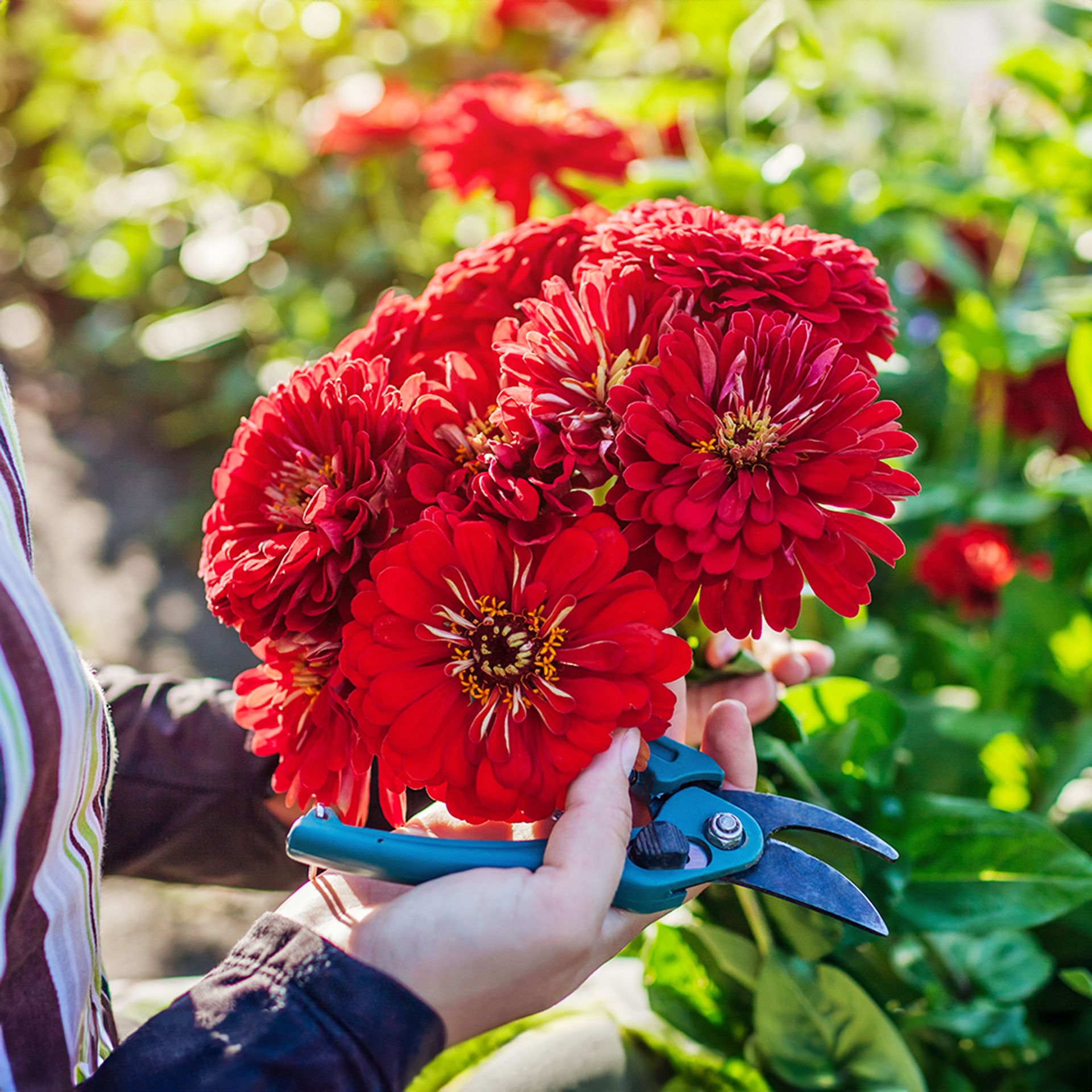Zinnias On Repeat: 10 Glorious Cut-And-Come-Again Varieties For Endless ...