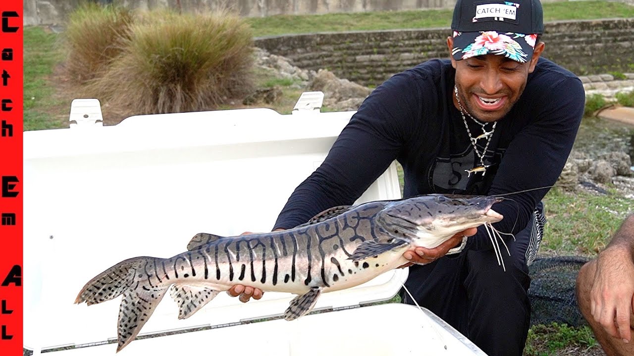 Monster tiger catfish caught in Florida canals!