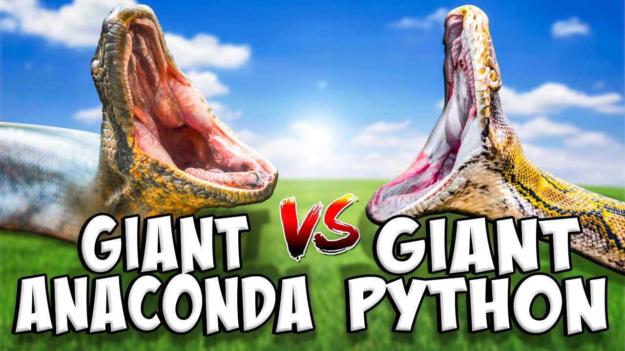 Anaconda vs Giant Python - Who Would Win?