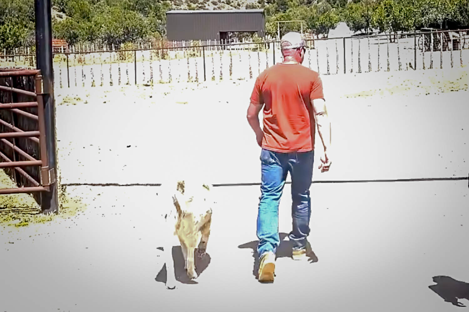 Missing toddler who walked 7 miles alone through Arizona wilderness led ...