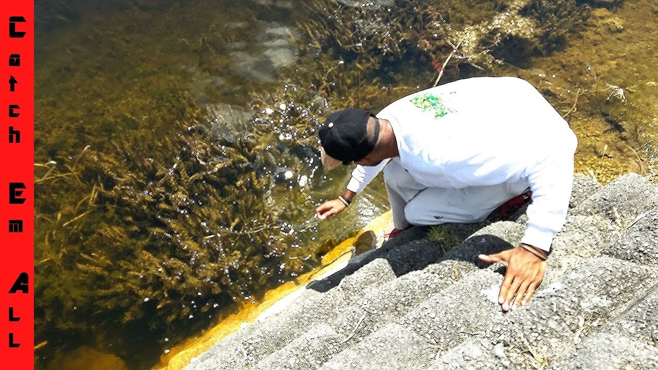 How to catch snakehead fish (and what not to do!)