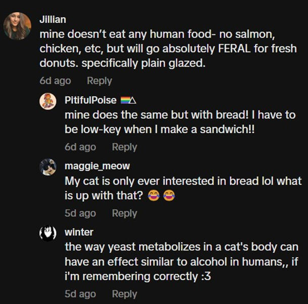 Strangers Share The Most Bizarre Thing Their Cat Does And We're Simply ...