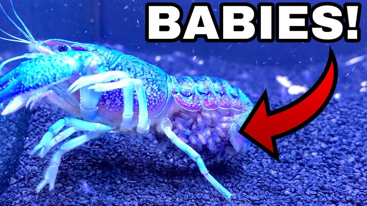 Watch These Rare Blue Crawfish Hatch by the Millions