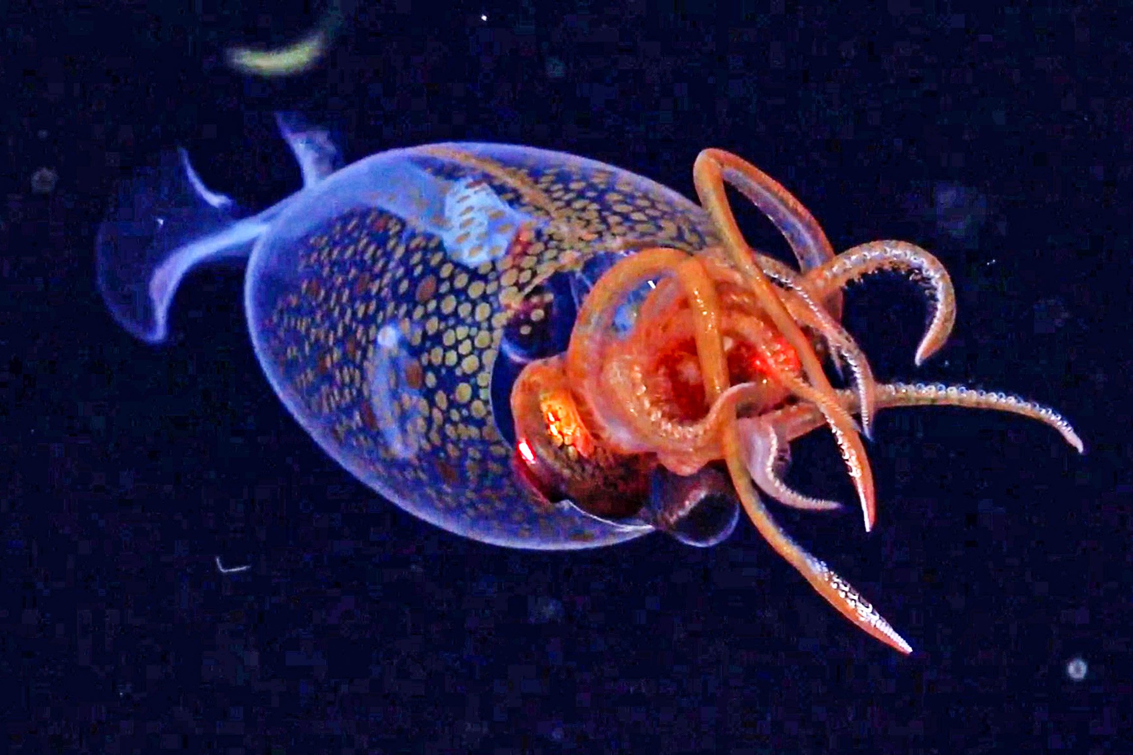 Rare creature seen alive in deep ocean for first time in 100 years in ...