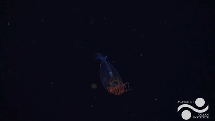 Rare creature seen alive in deep ocean for first time in 100 years in stunning discovery