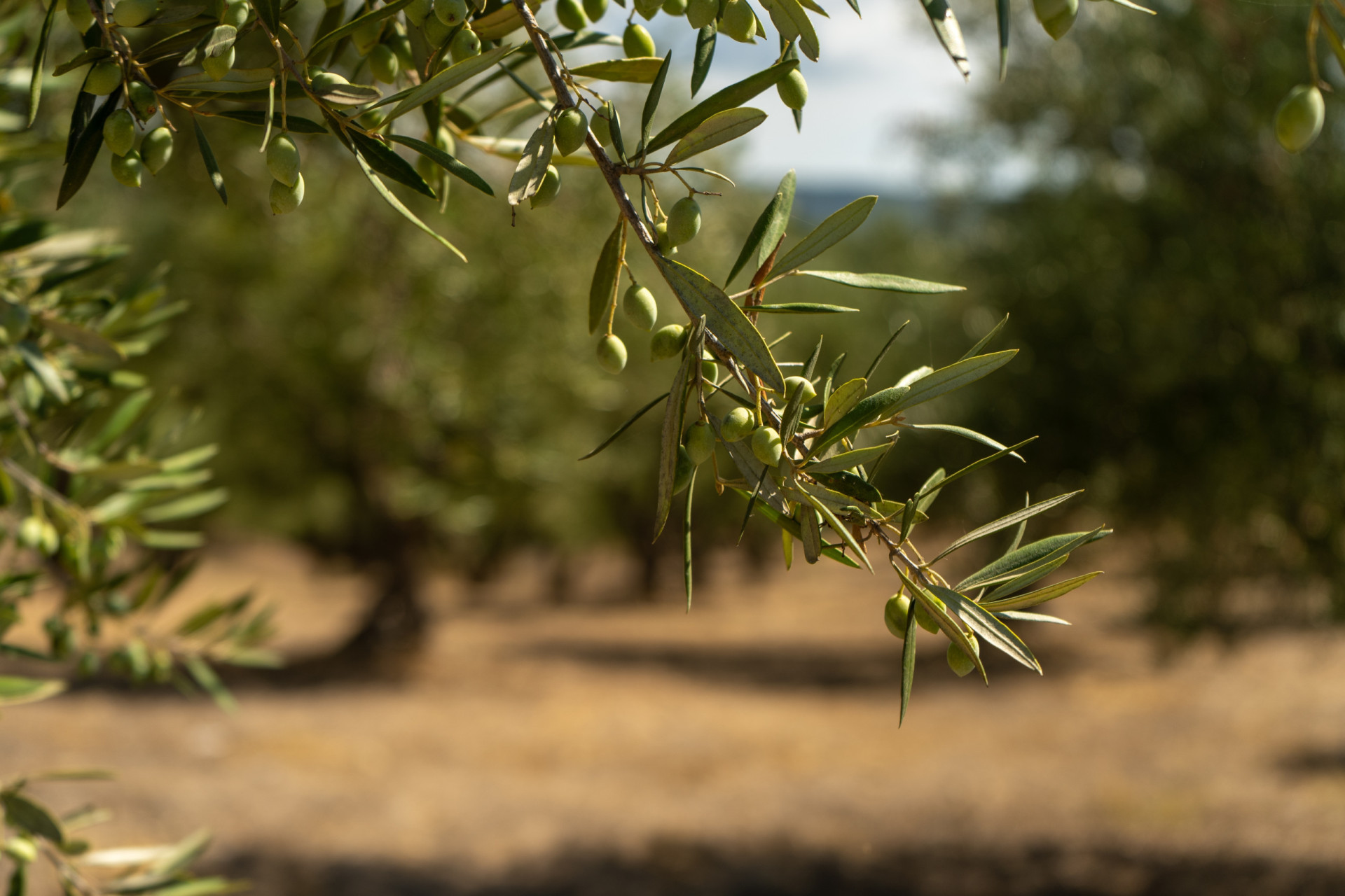 The impressive health benefits of olive leaves