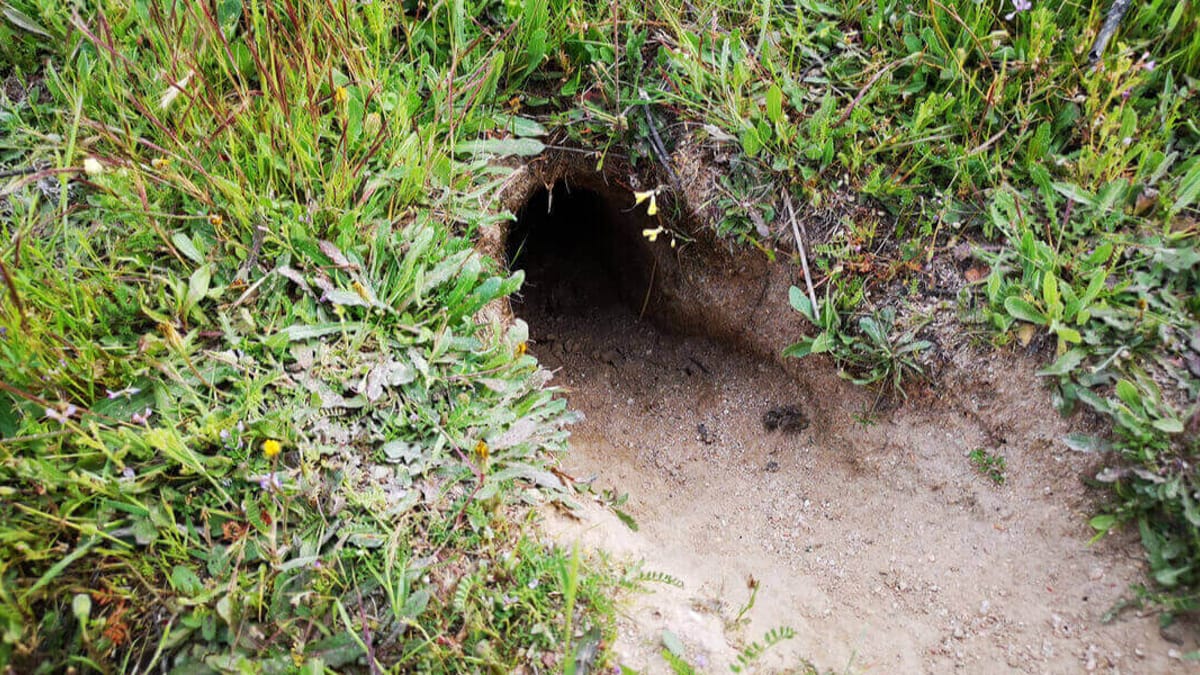 Überraschend: Engländer finden im Kaninchenbau ein ganz anderes Tier