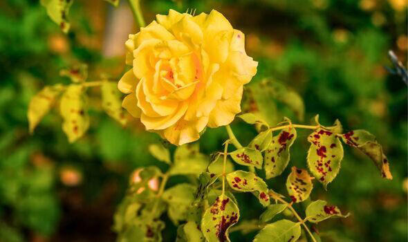 Gardeners warned to act fast in spring to protect roses from deadly ...