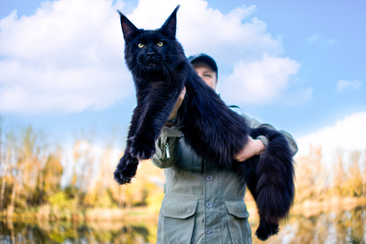 Maine Coon Cat's Epic Size Compared to 'Regular' Cat Sibling Is Mind ...