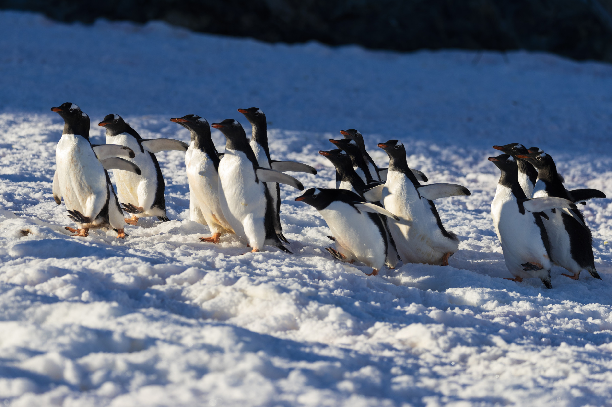 Penguins to 'Stage Protest' Against Trump Tariffs