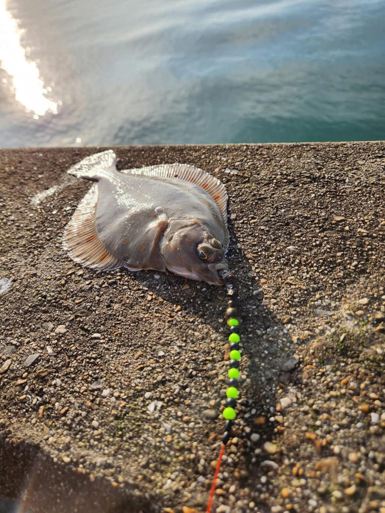 ON THE CHASE FOR SPRING PLAICE