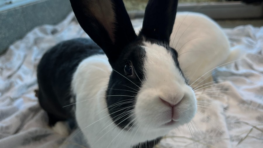 More than 40 rabbits surrendered in Massachusetts seeking new homes ...