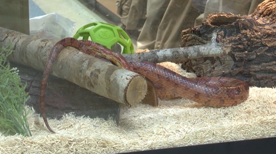 Steps to take to avoid snakes as activity ramps up in South Carolina