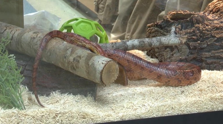 Steps to take to avoid snakes as activity ramps up in South Carolina