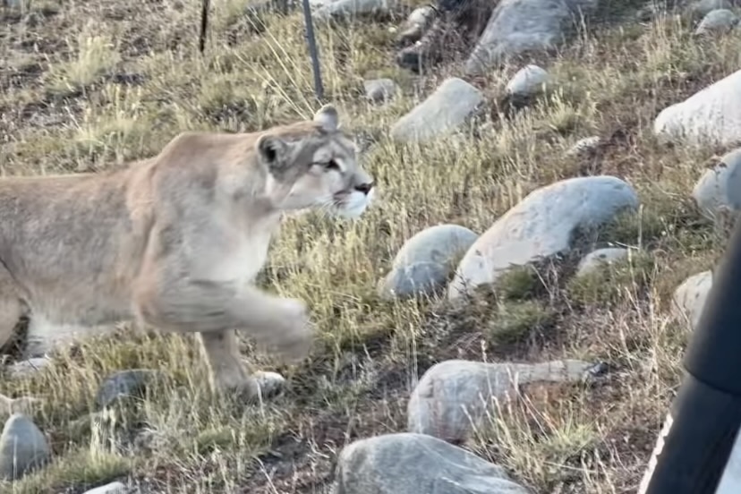 WATCH: Puma Hides Behind Photographers to Hunt Guanaco