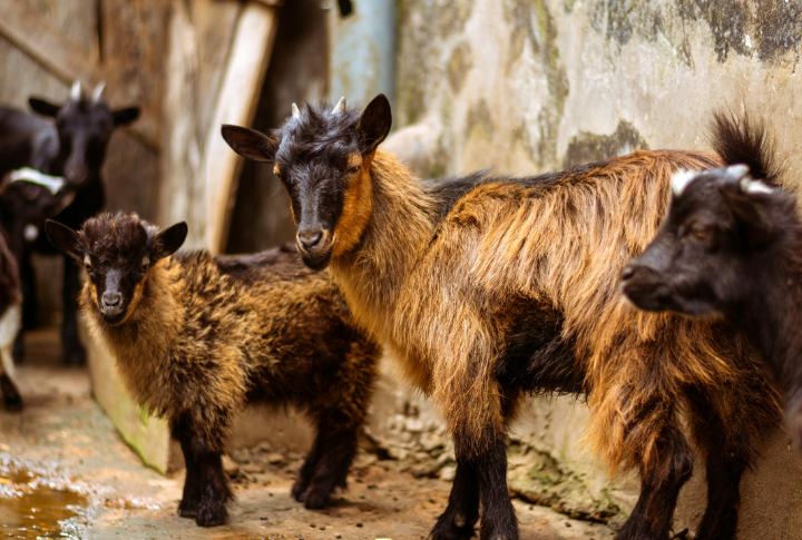 10 Wild And Wonderful Facts You Never Knew About Goats