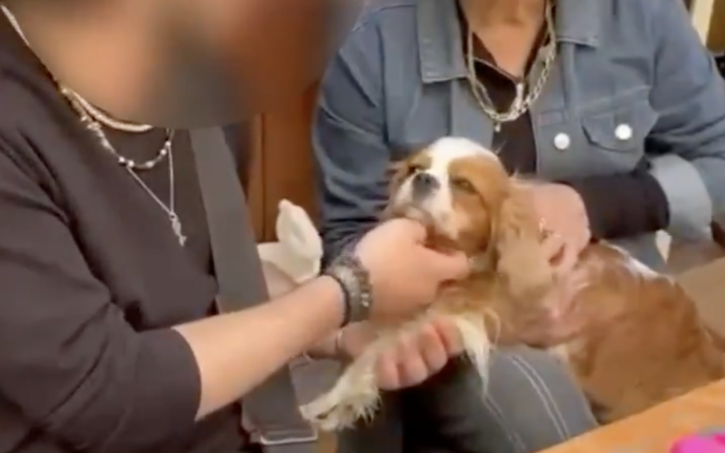 Billy the Spaniel, abducted on Oct. 7, found in Gaza, reunites with her ...