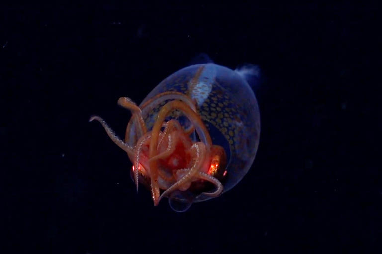 Live Colossal Squid Caught on Camera—for the First Time Ever