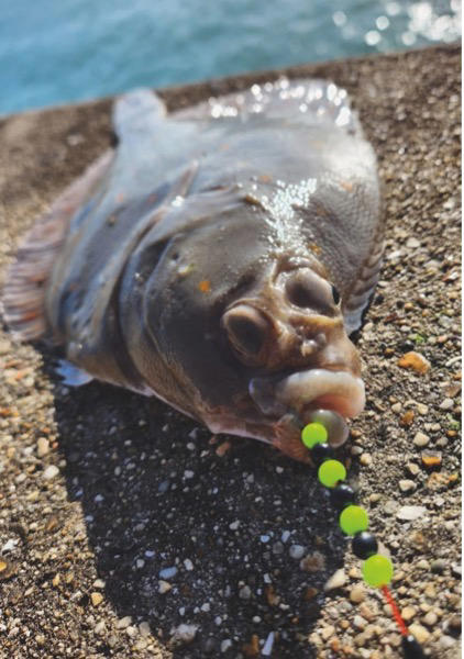 On the chase for spring plaice