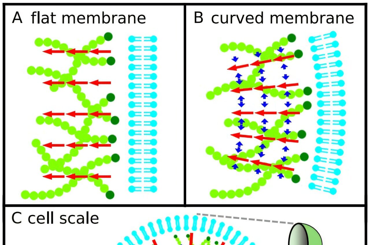 Cell movement without myosin: New mobility mechanism challenges dogma
