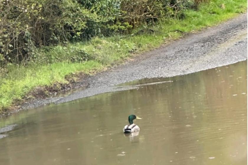 Ducks are using pothole in Co Armagh road as a pond says TUV councillor