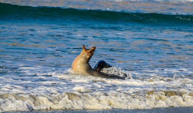 Surfer fights for survival after vicious sea lion attack off coastline ...