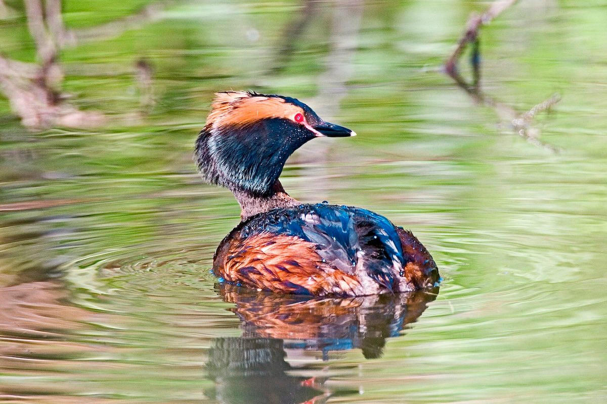 How to Identify a Horned Grebe