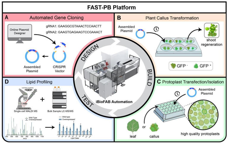 Robot-powered biofoundry accelerates plant engineering for improved oil ...