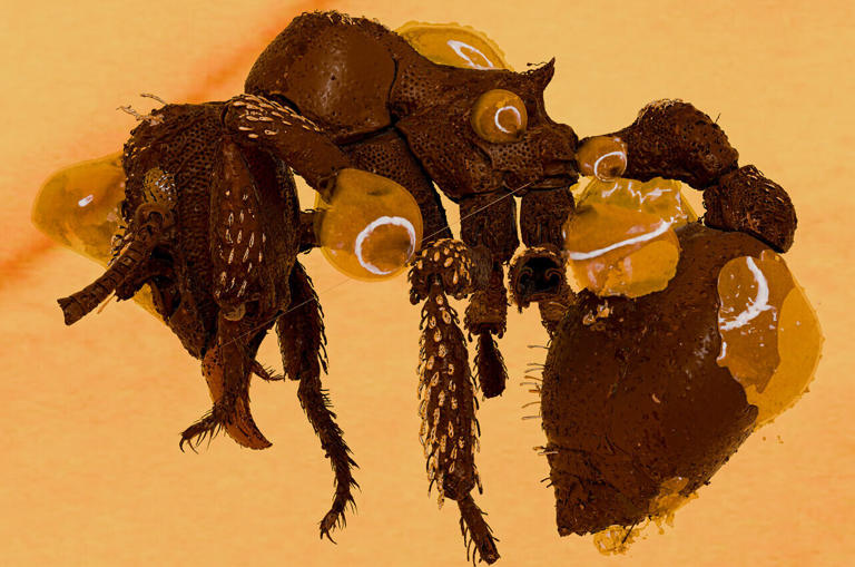 First Caribbean 'dirt ant' found in 16-million-year-old amber