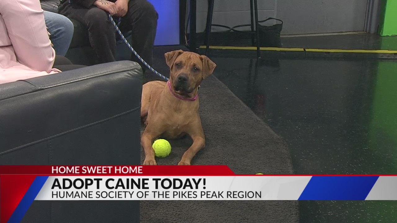 Home Sweet Home: Meet Caine