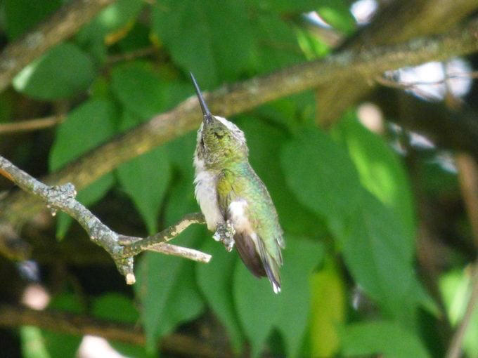 Where Do Birds Sleep at Night?