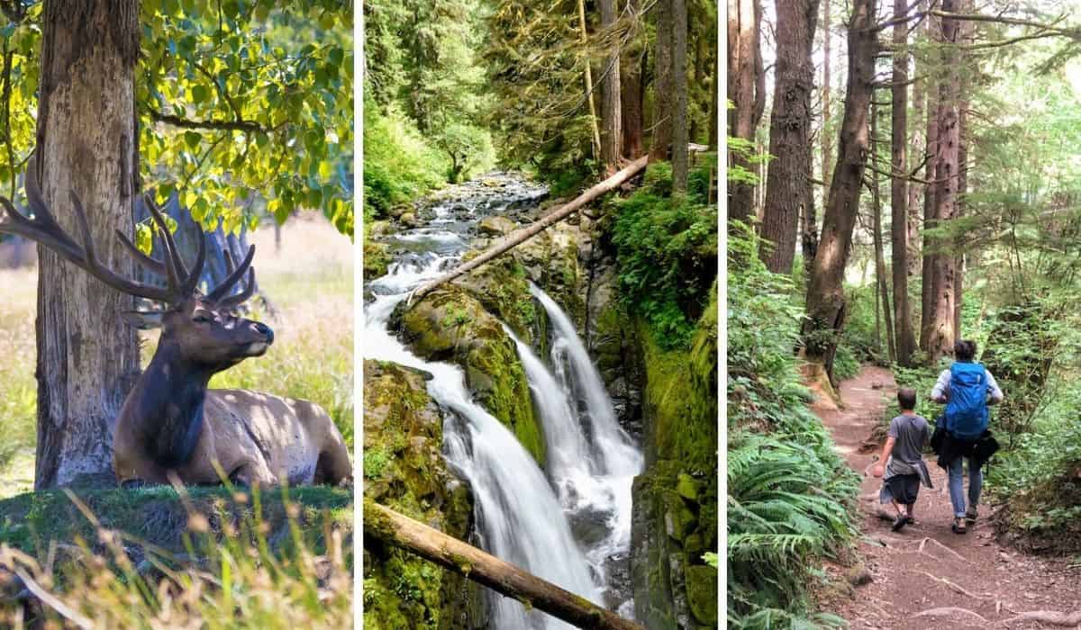 Find this Magical Corner of Olympic National Park for Waterfalls, Hot ...