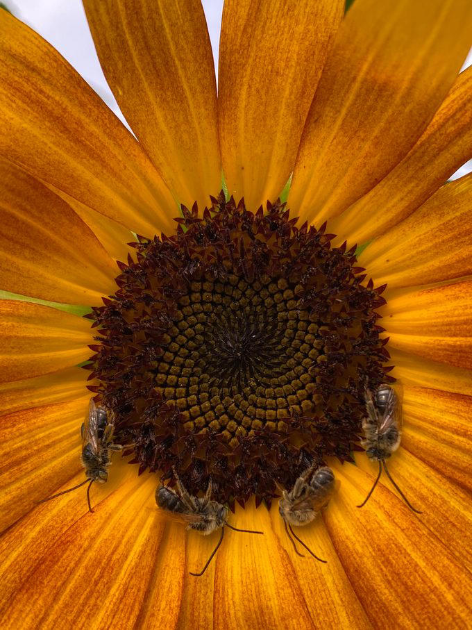 Where Do Sleeping Bees Spend the Night?