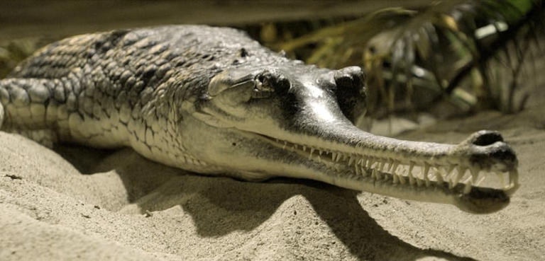 They’re not the prettiest, but they survived 2 extinction events