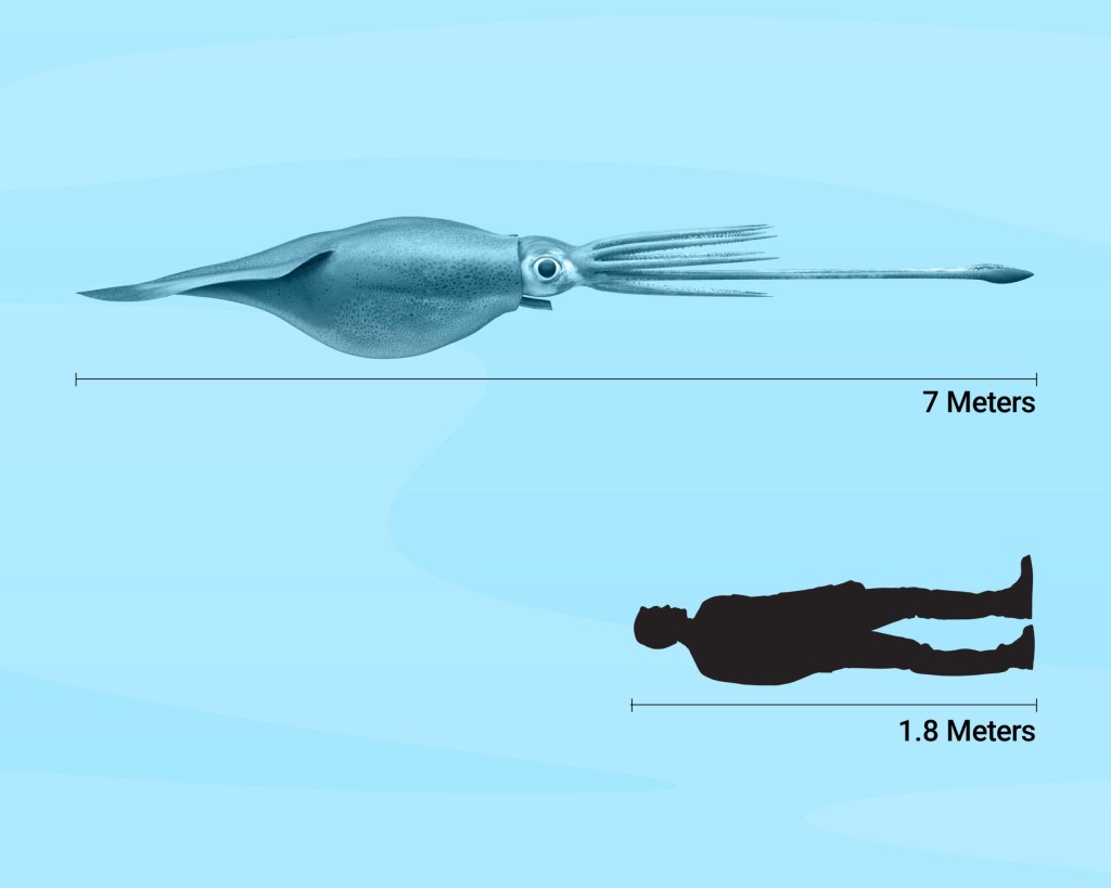 Rare sea creature seen alive for first time in 100 years in stunning ...